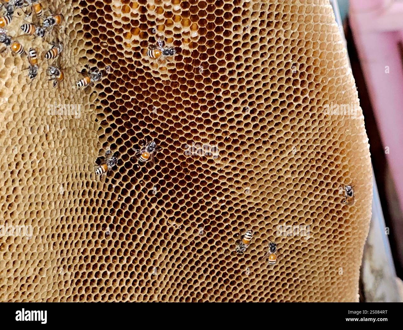 small wild honey bees nest colony, Bees are winged insects closely ...