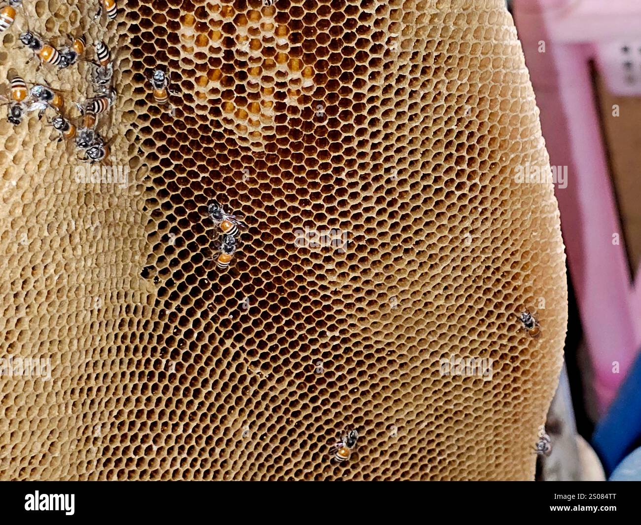 small wild honey bees nest colony, Bees are winged insects closely ...