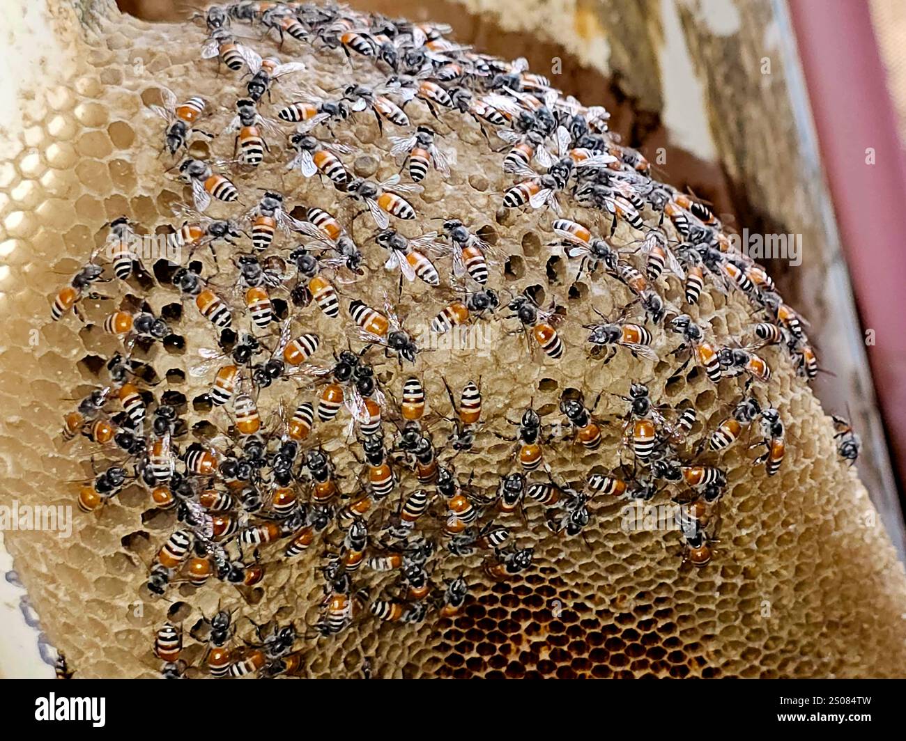 small wild honey bees nest colony, Bees are winged insects closely ...