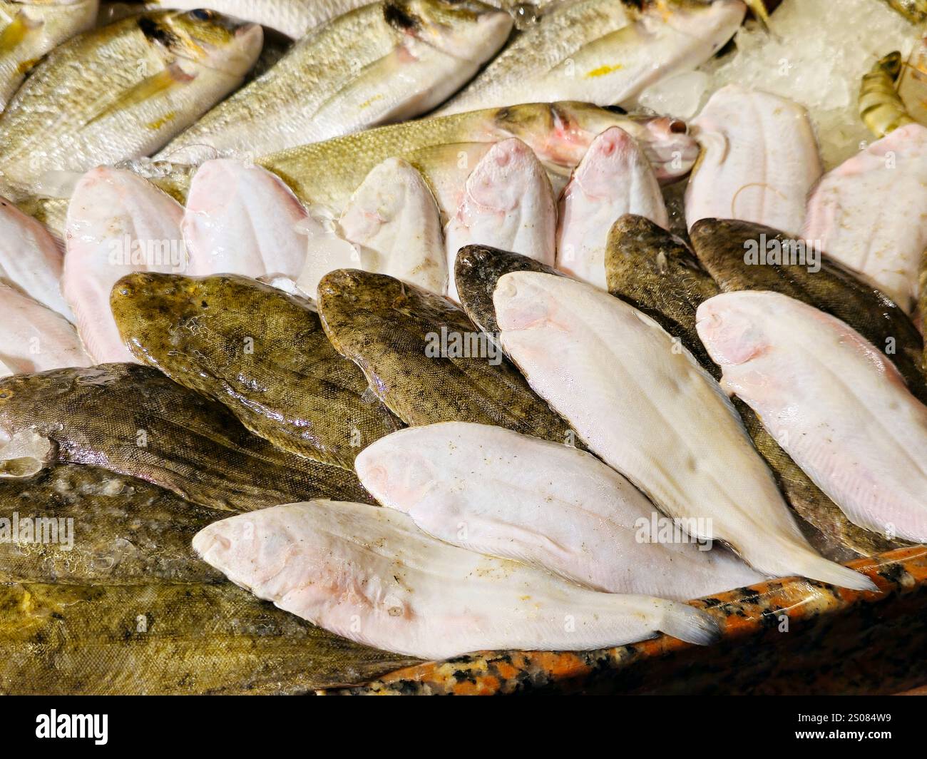 The common sole dover fishes, Solea solea, species of flatfish in the ...
