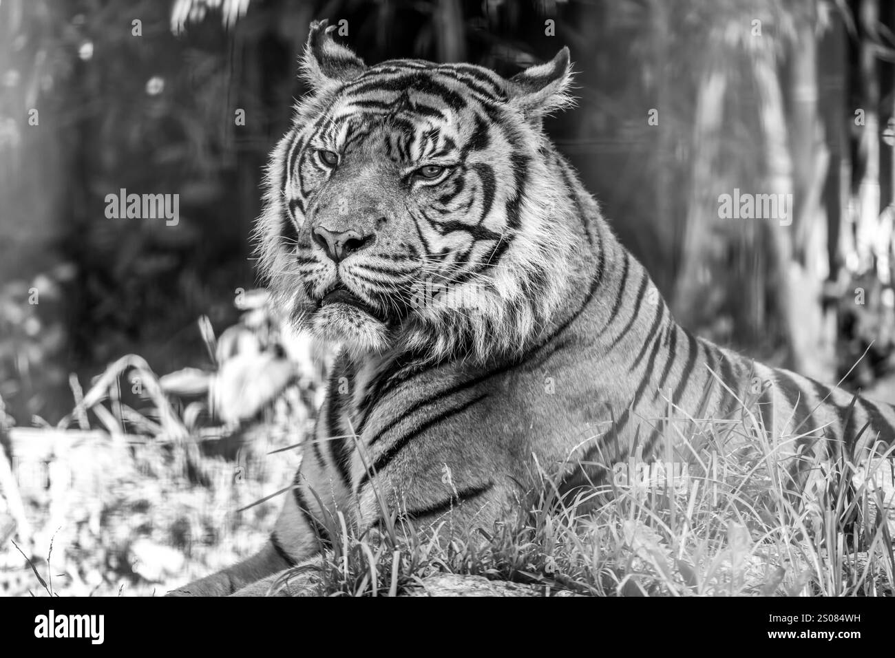 The Sumatran Tiger is the smallest of the Surviving Tiger subspecies ...