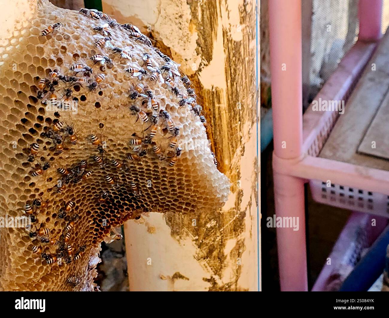 small wild honey bees nest colony, Bees are winged insects closely related to wasps and ants ...