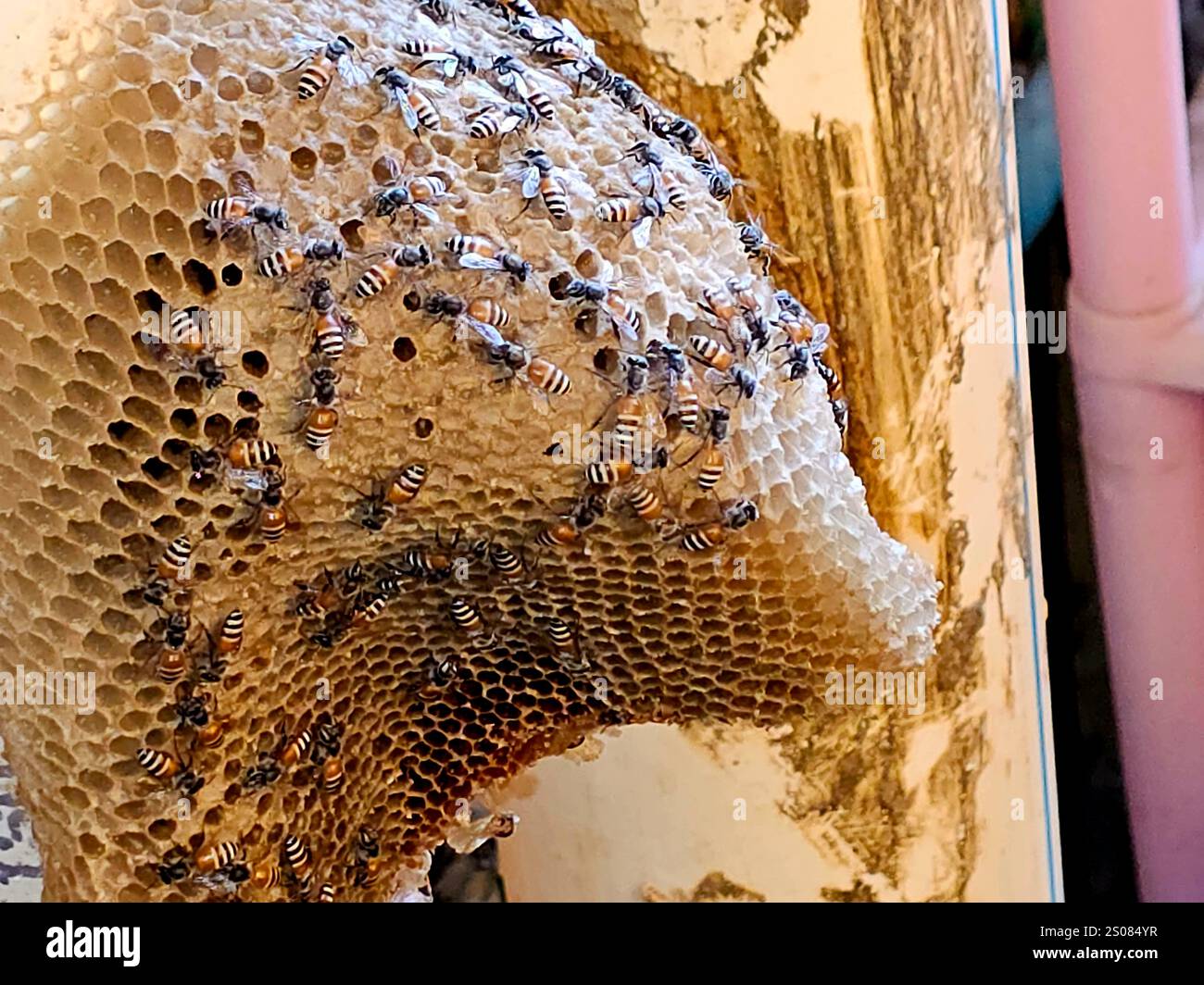 small wild honey bees nest colony, Bees are winged insects closely ...