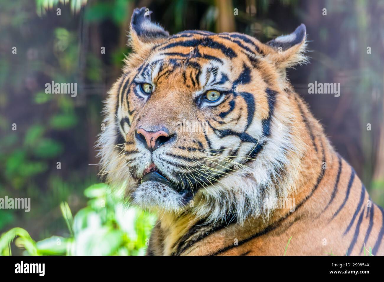 The Sumatran Tiger is the smallest of the Surviving Tiger subspecies ...