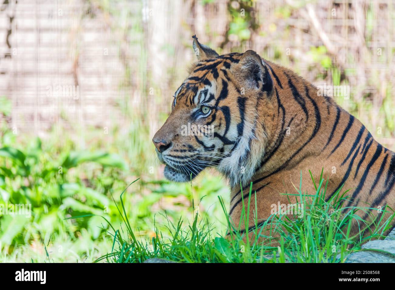 The Sumatran Tiger is the smallest of the Surviving Tiger subspecies ...