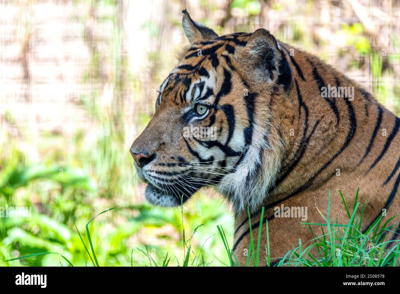 The Sumatran Tiger is the smallest of the Surviving Tiger subspecies ...
