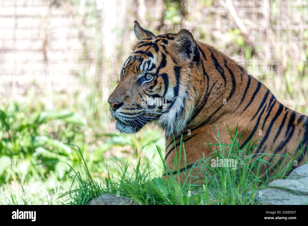 The Sumatran Tiger is the smallest of the Surviving Tiger subspecies ...