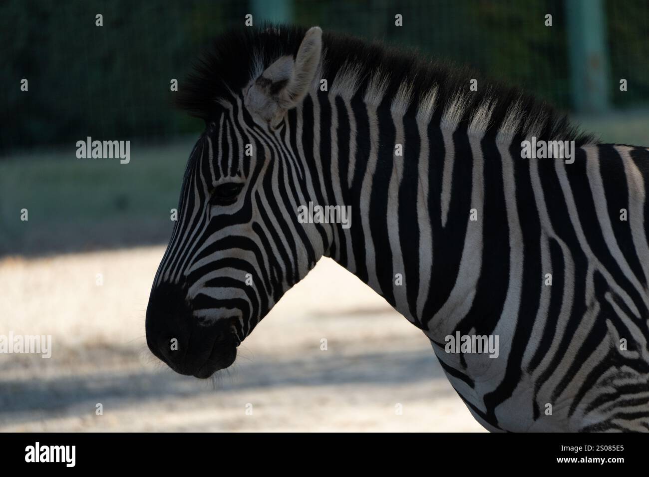 Zebra Zoo Enclosure Portrait: Captive Plains Zebra resting calmly in ...