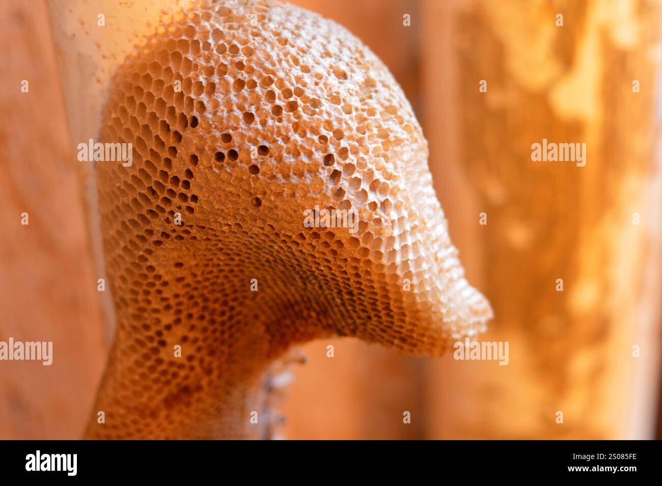 honeycomb, a mass of hexagonal prismatic cells built from beeswax by ...