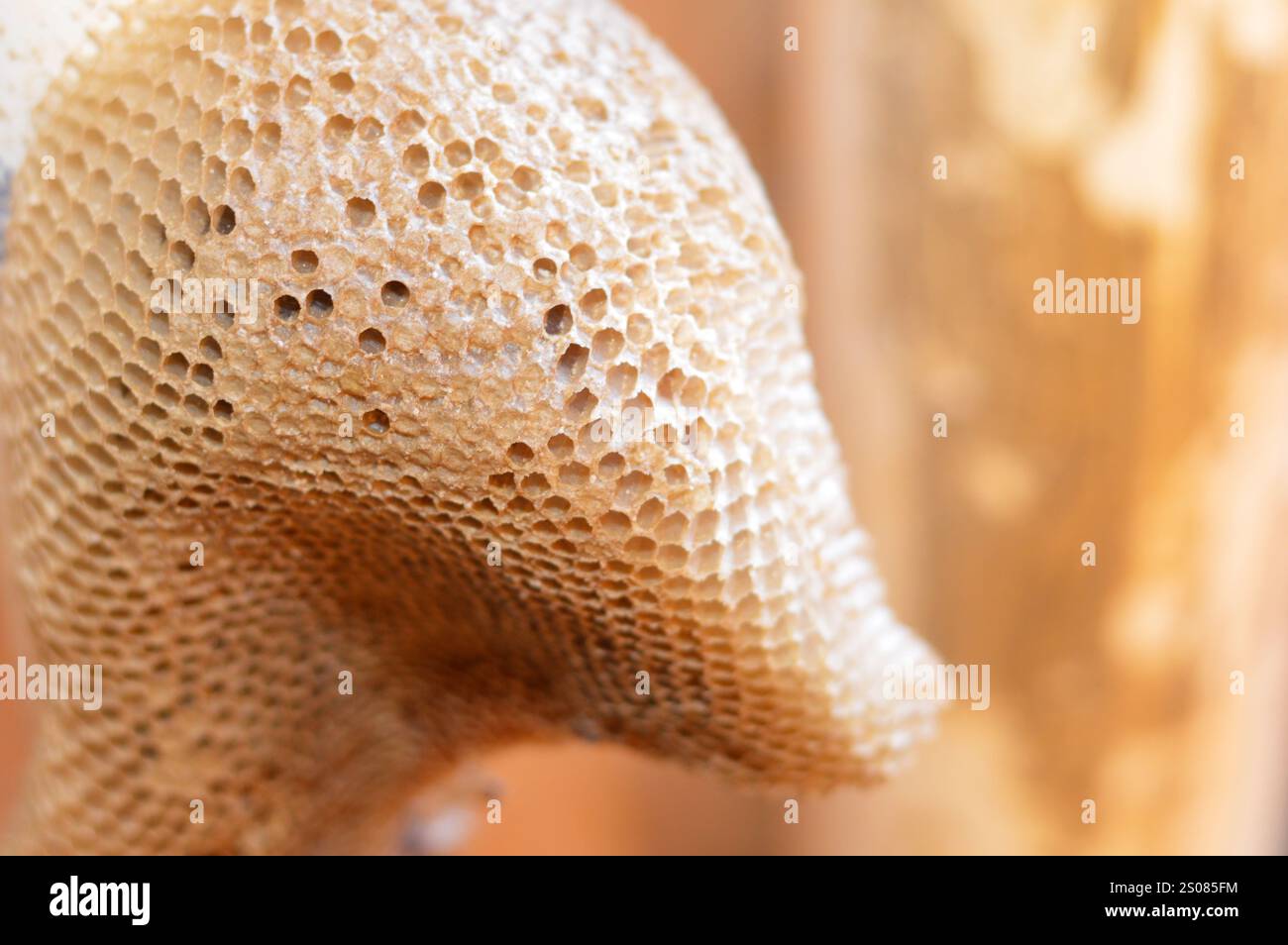 honeycomb, a mass of hexagonal prismatic cells built from beeswax by ...