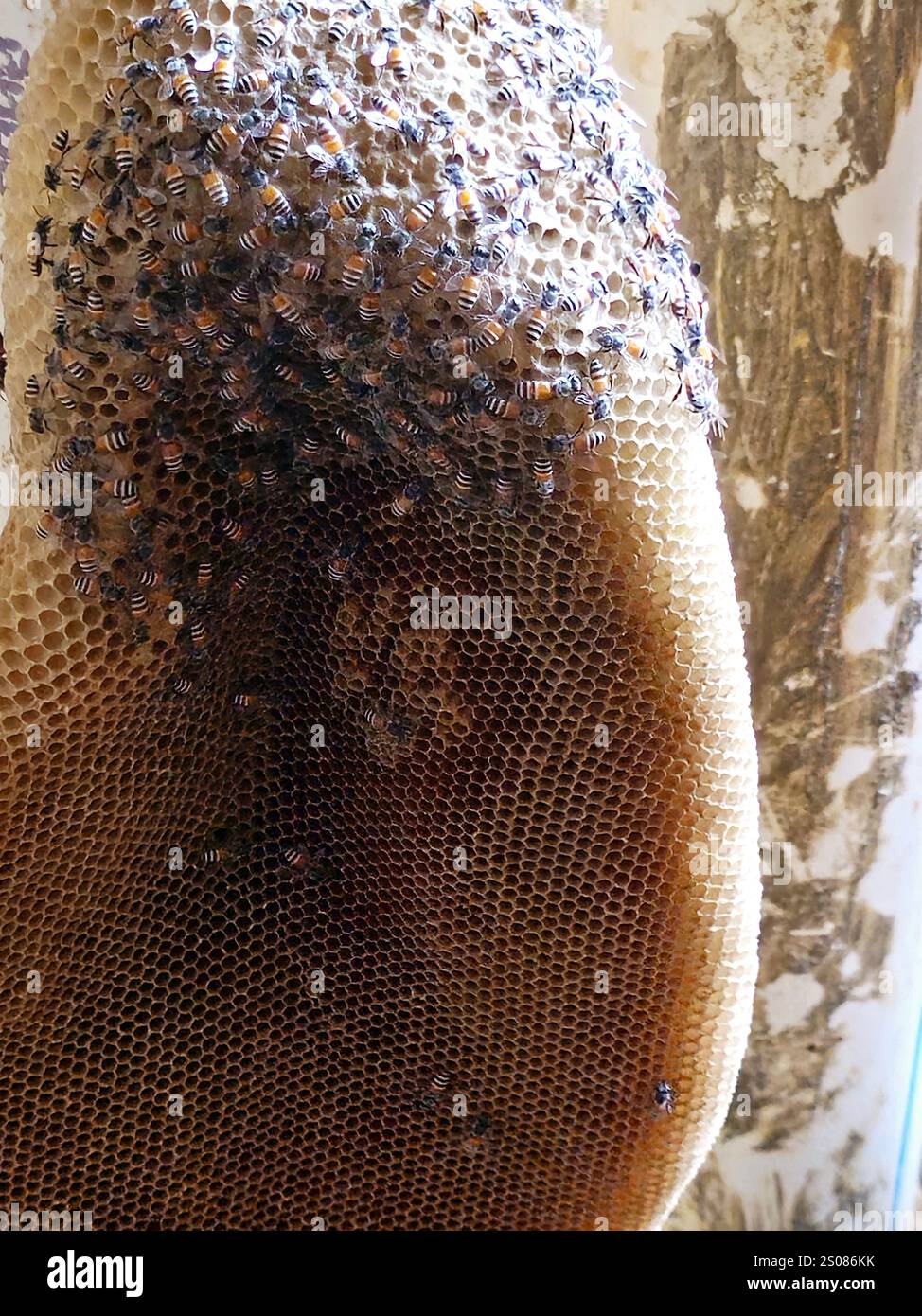 small wild honey bees nest colony, Bees are winged insects closely ...