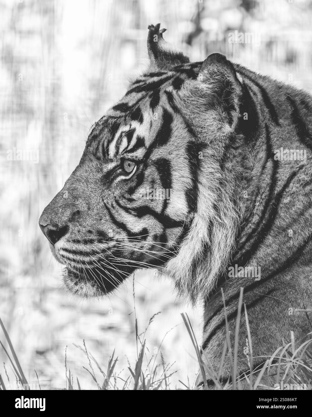 The Sumatran Tiger is the smallest of the Surviving Tiger subspecies ...