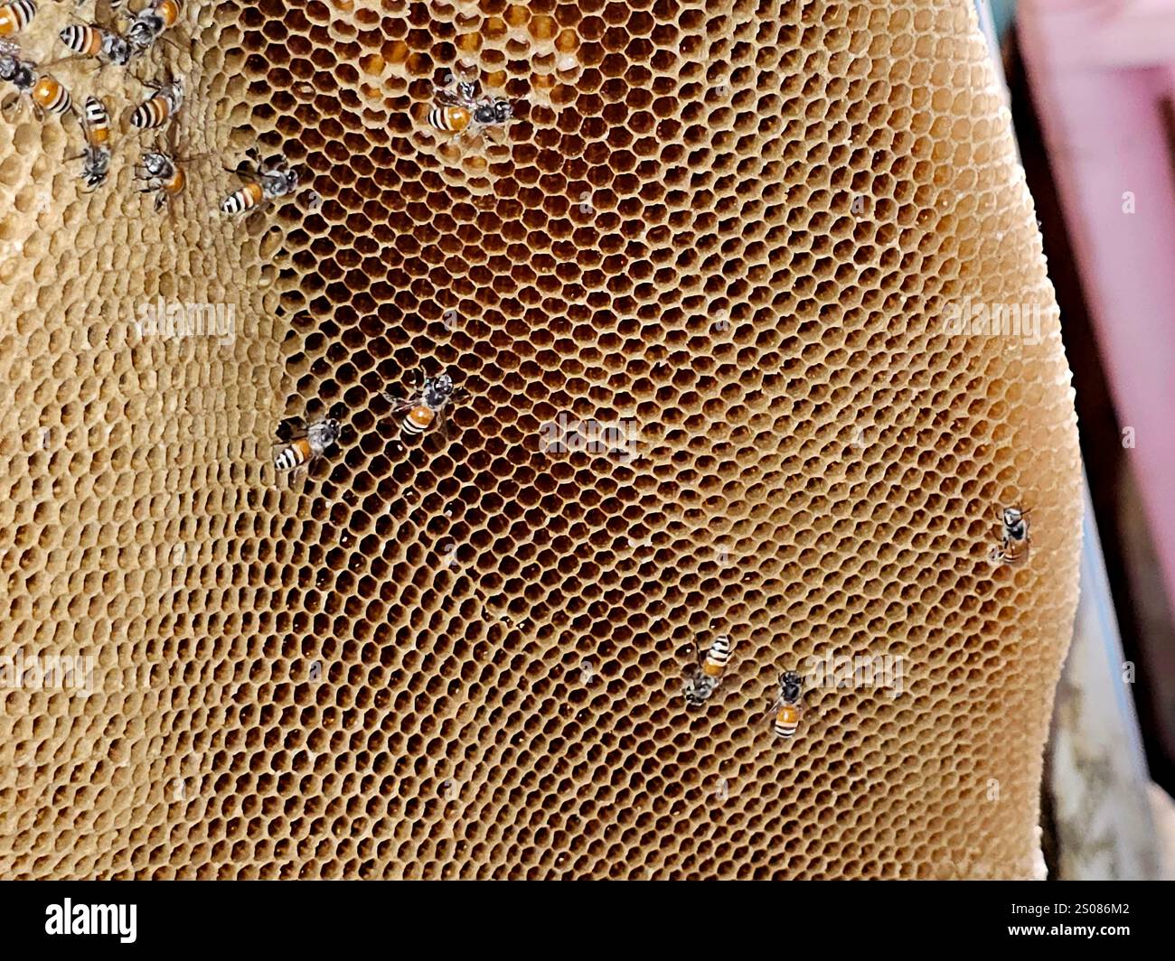small wild honey bees nest colony, Bees are winged insects closely ...