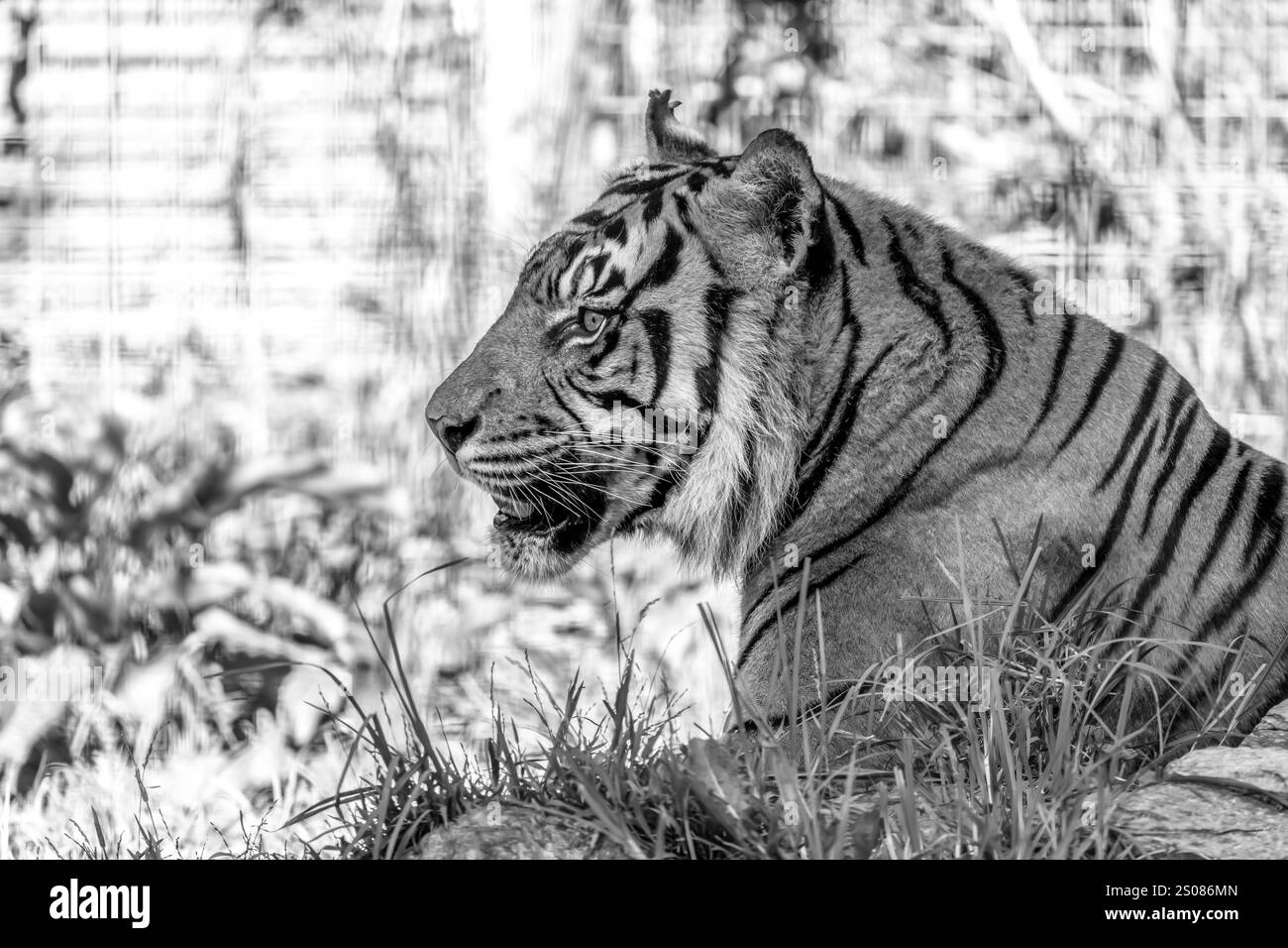 The Sumatran Tiger is the smallest of the Surviving Tiger subspecies ...