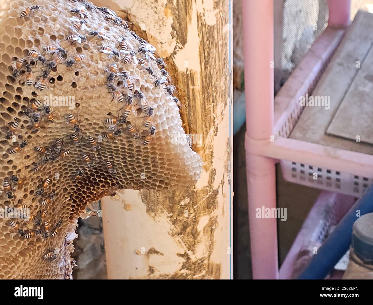 small wild honey bees nest colony, Bees are winged insects closely ...