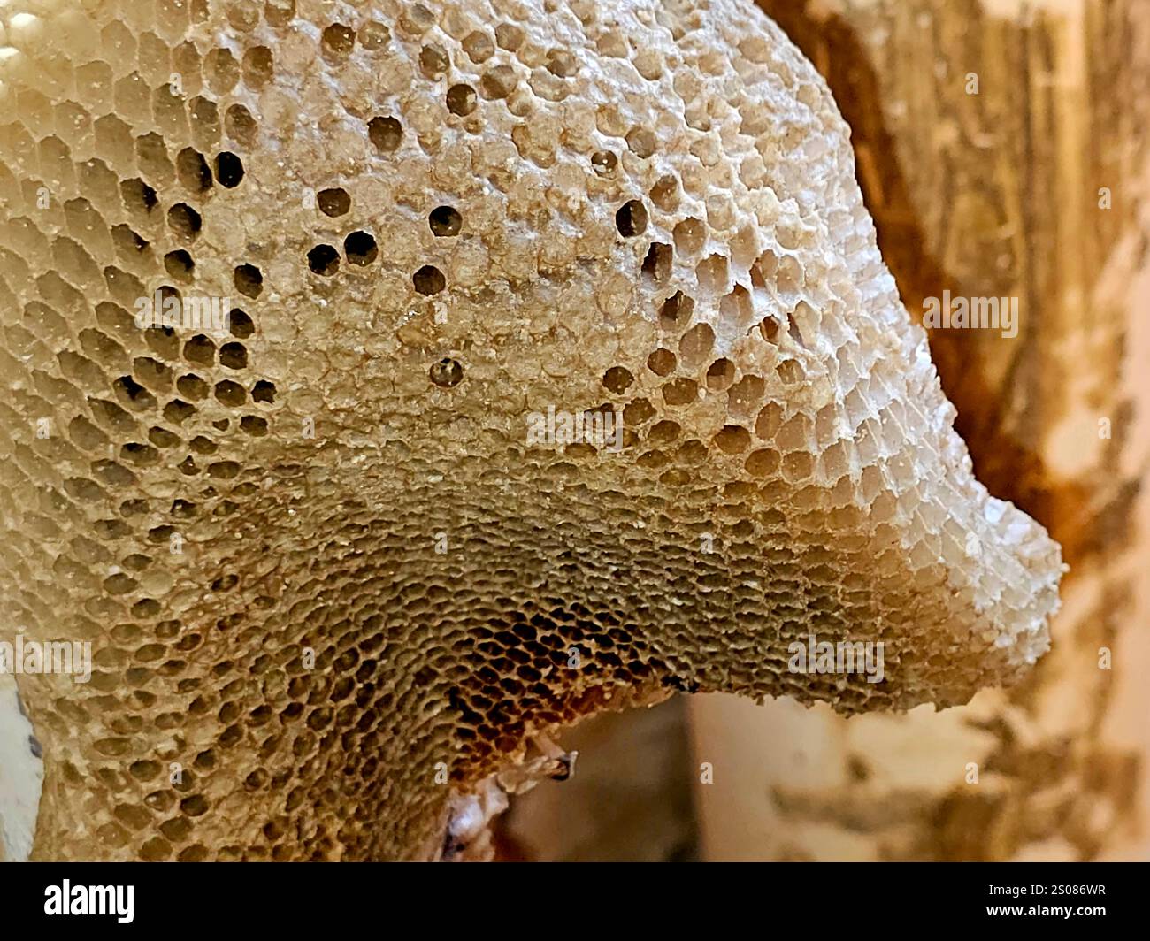 honeycomb, a mass of hexagonal prismatic cells built from beeswax by ...