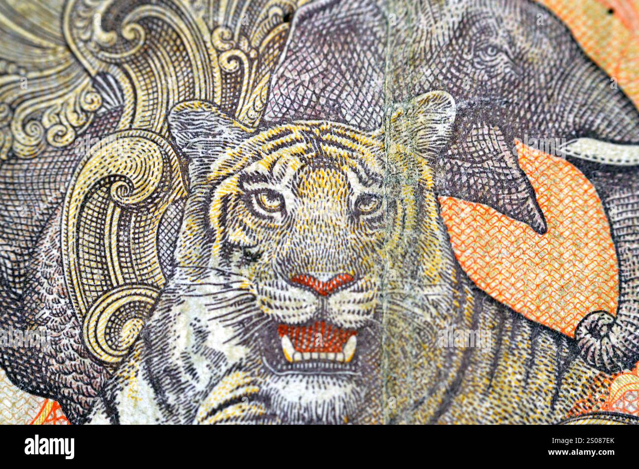 Rhinoceros and elephant heads behind tiger from the reverse side of ten ...