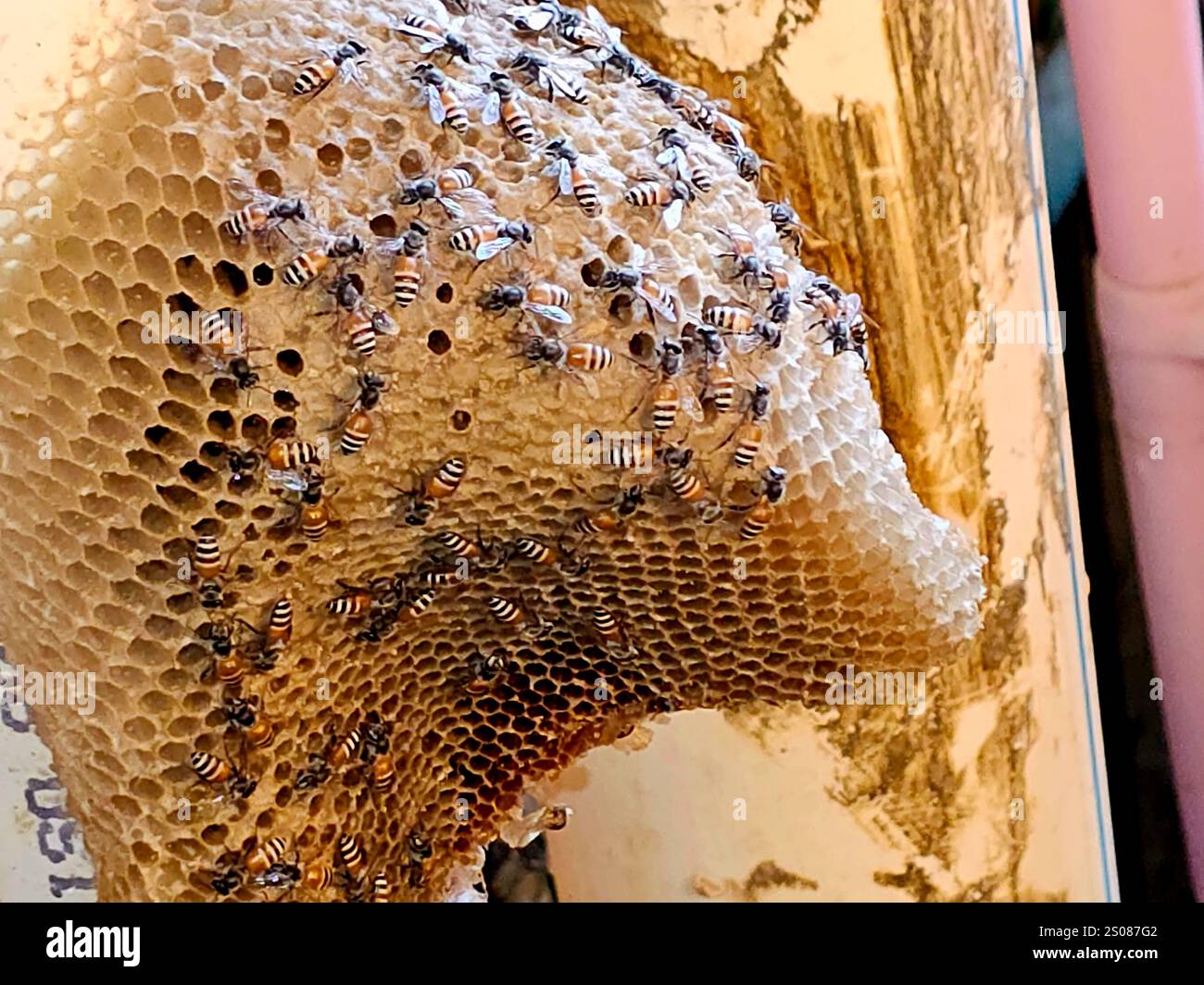 small wild honey bees nest colony, Bees are winged insects closely related to wasps and ants ...