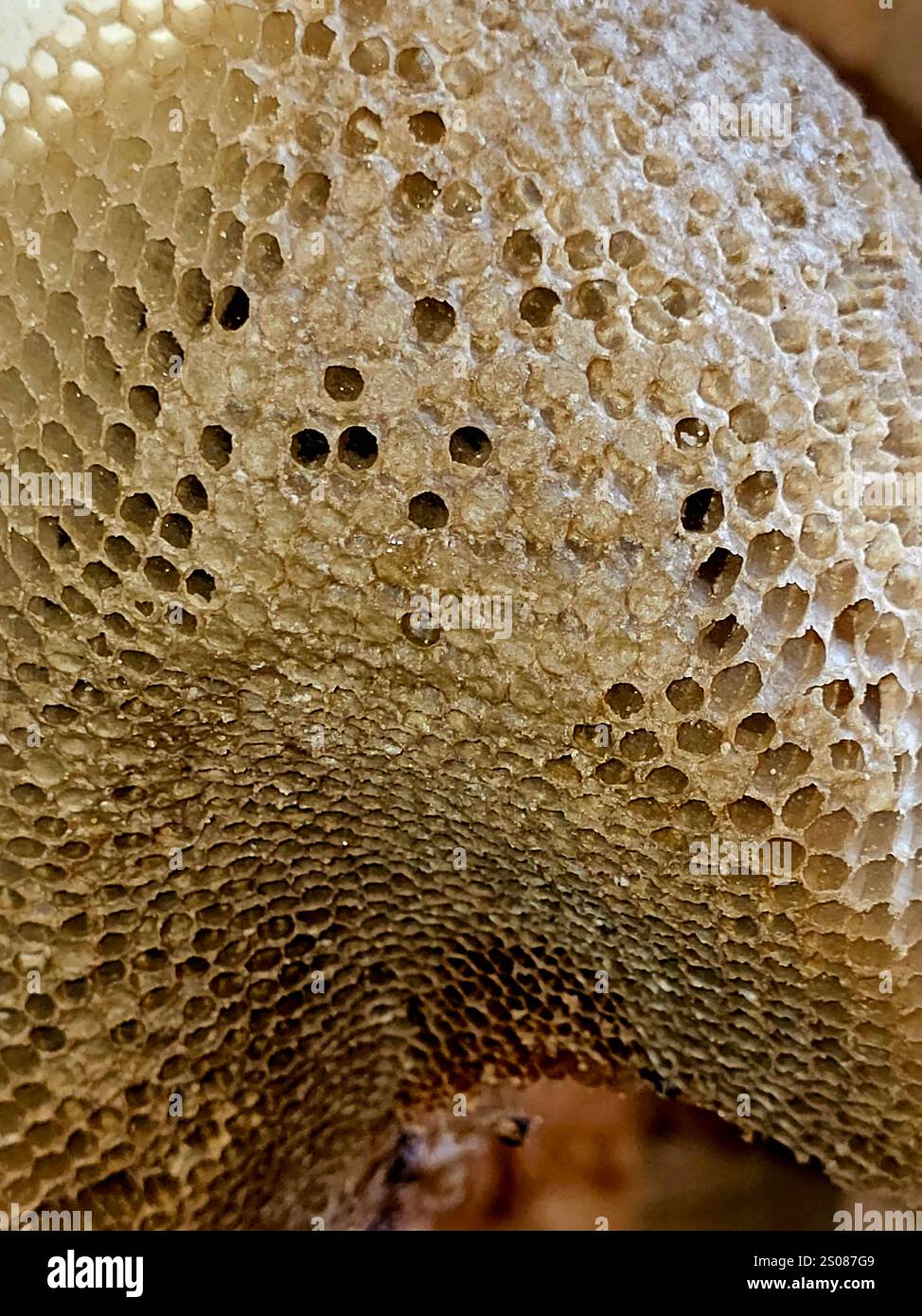 honeycomb, a mass of hexagonal prismatic cells built from beeswax by ...