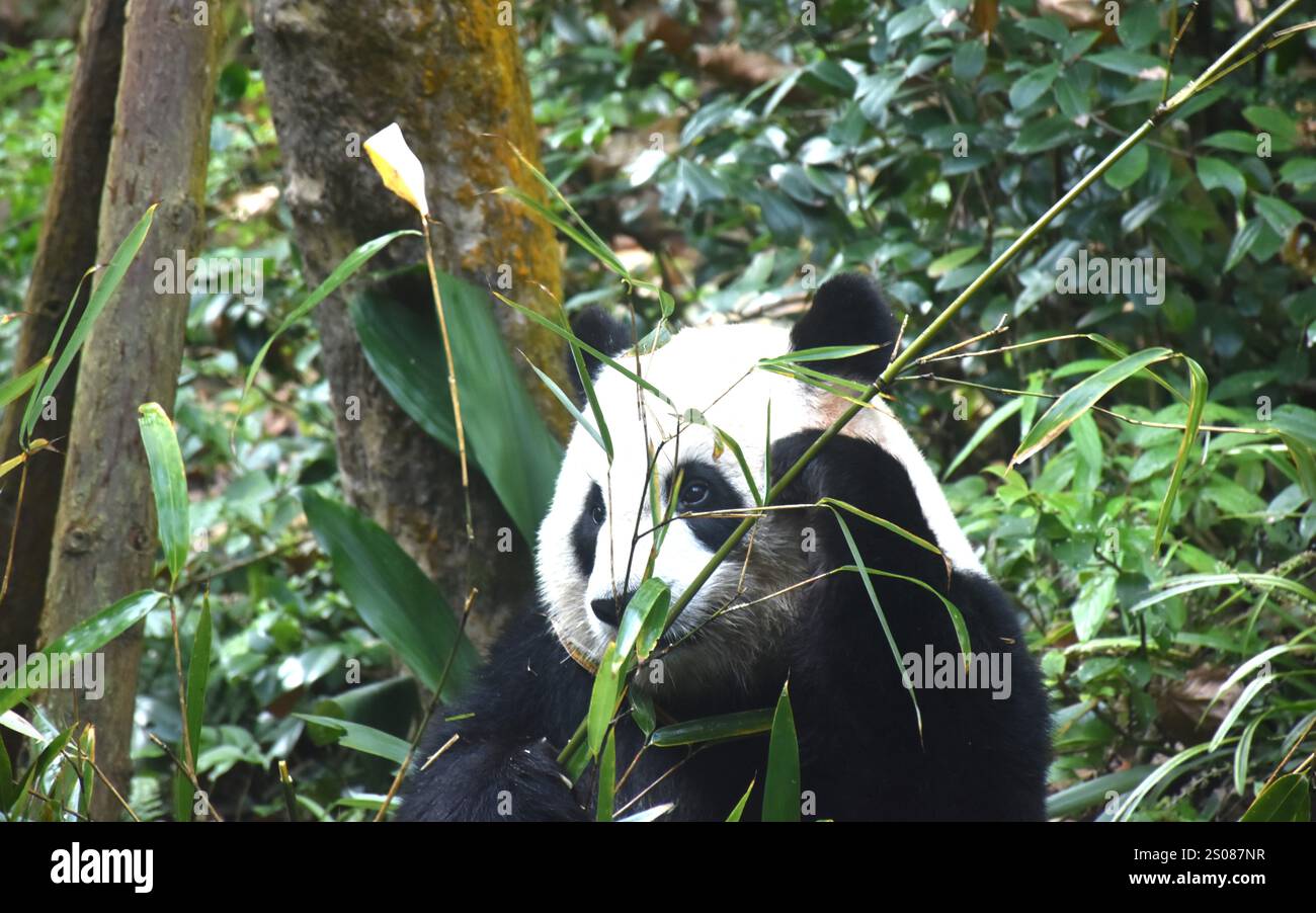 panda feeding fresh bamboo leaf on ground in forest Stock Photo - Alamy