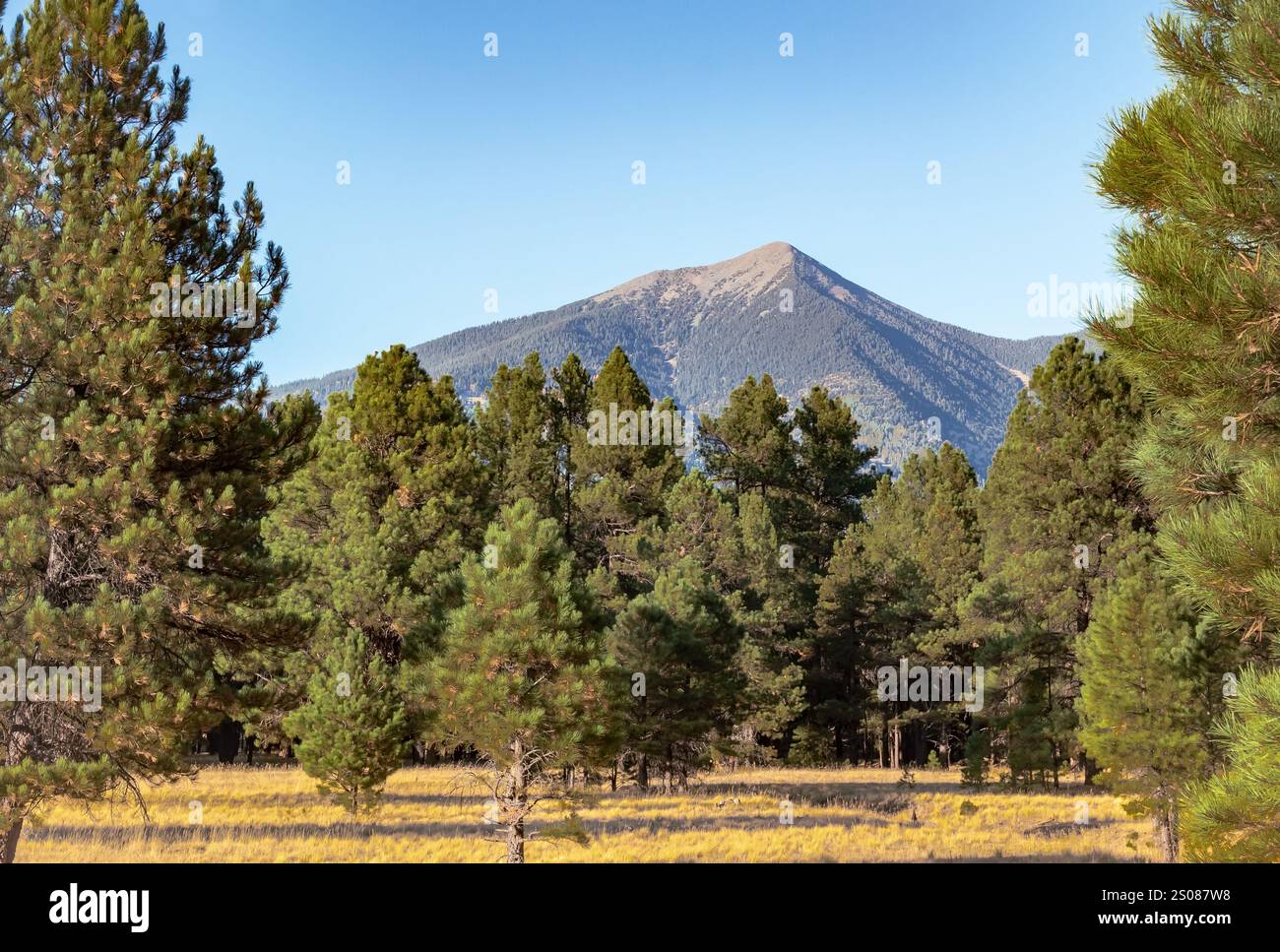 Pine forest trees mountains in a canyon grass meadow vista view in ...