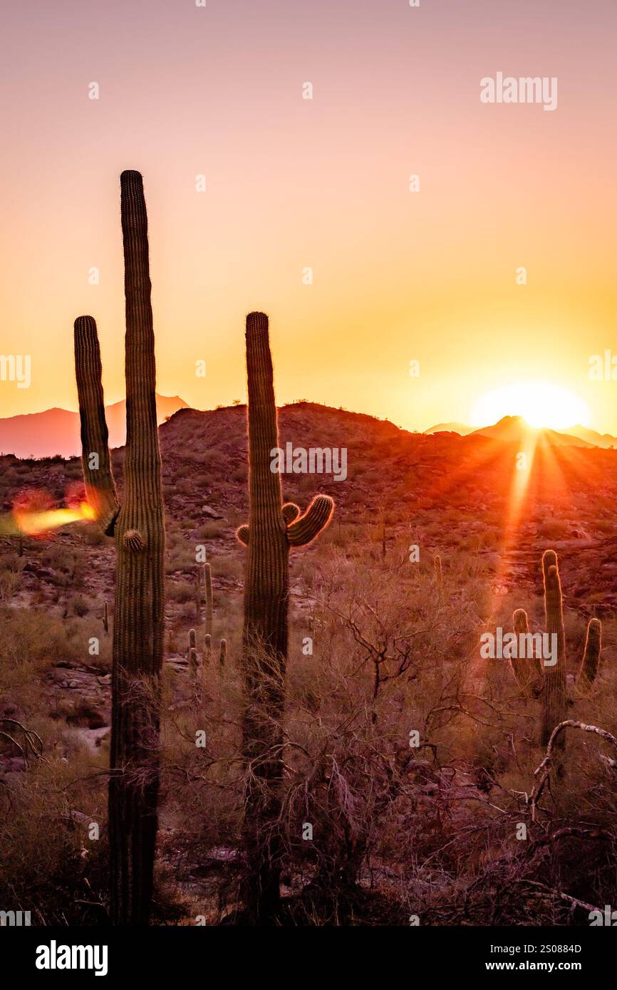 Cactus and orange golden sunset in the Sonoran Desert mountains in Phoenix Arizona Stock Photo ...