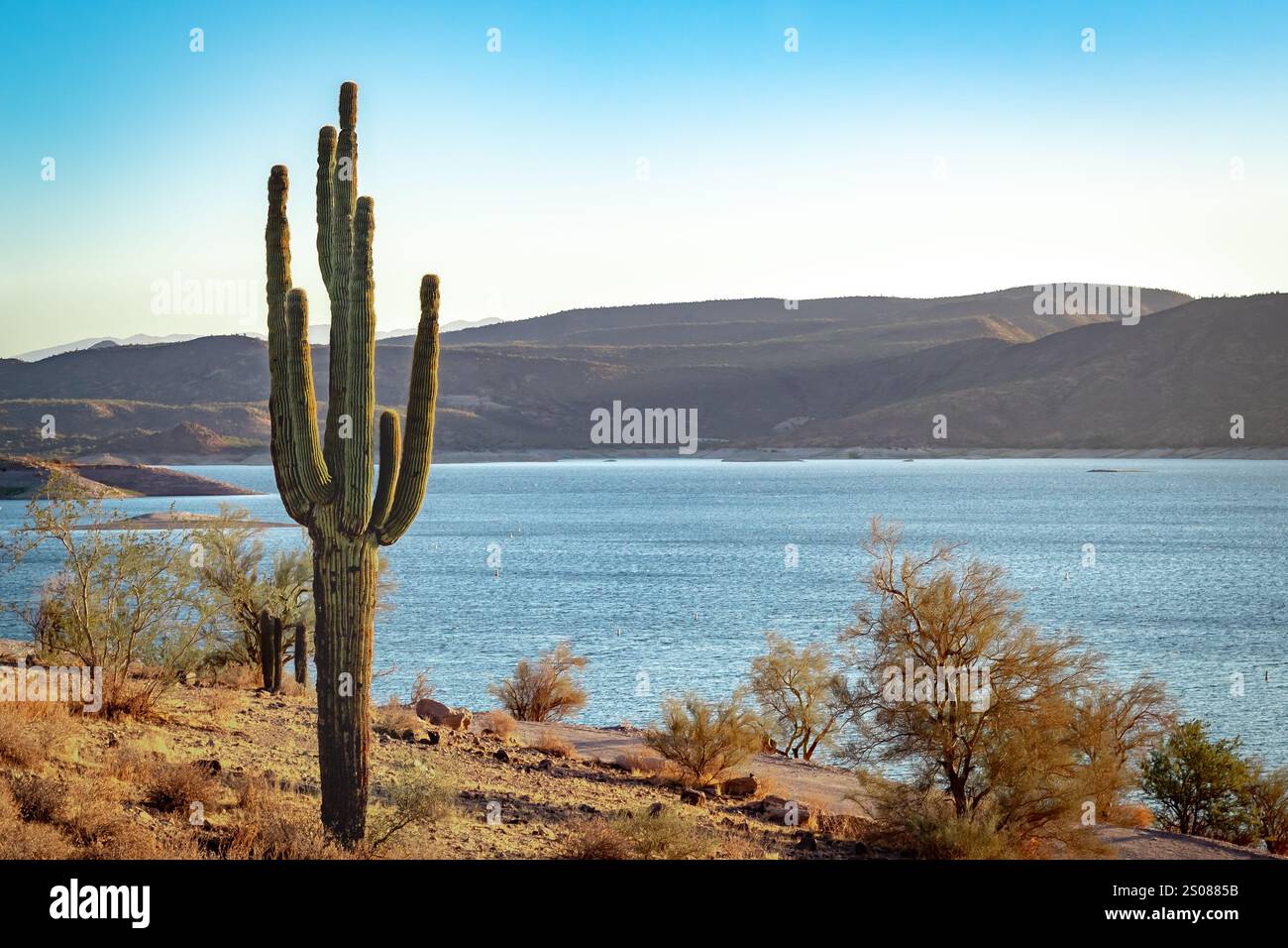 Saguaro cactus and mountains at Lake Pleasant in the Phoenix Arizona ...