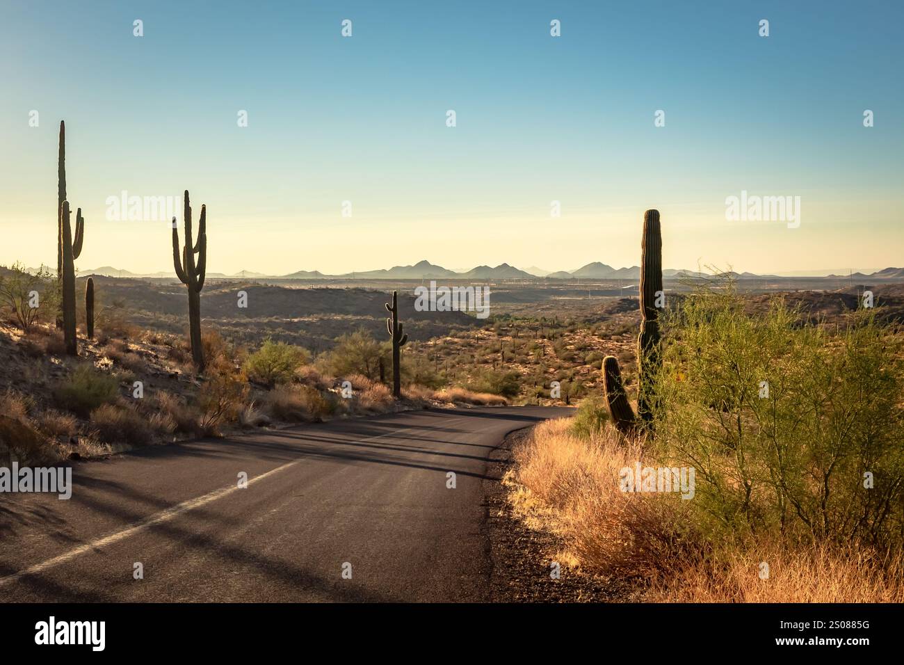 Road and saguaro cactus in the Phoenix Arizona Sonoran Desert during ...