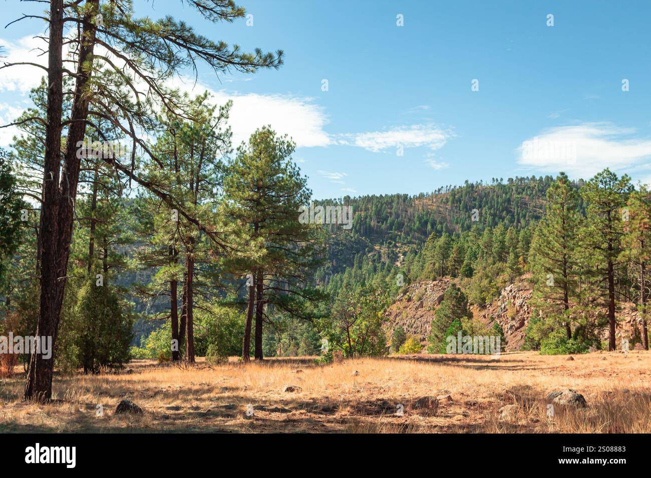 Pine forest trees mountains in a canyon grass meadow vista view in ...