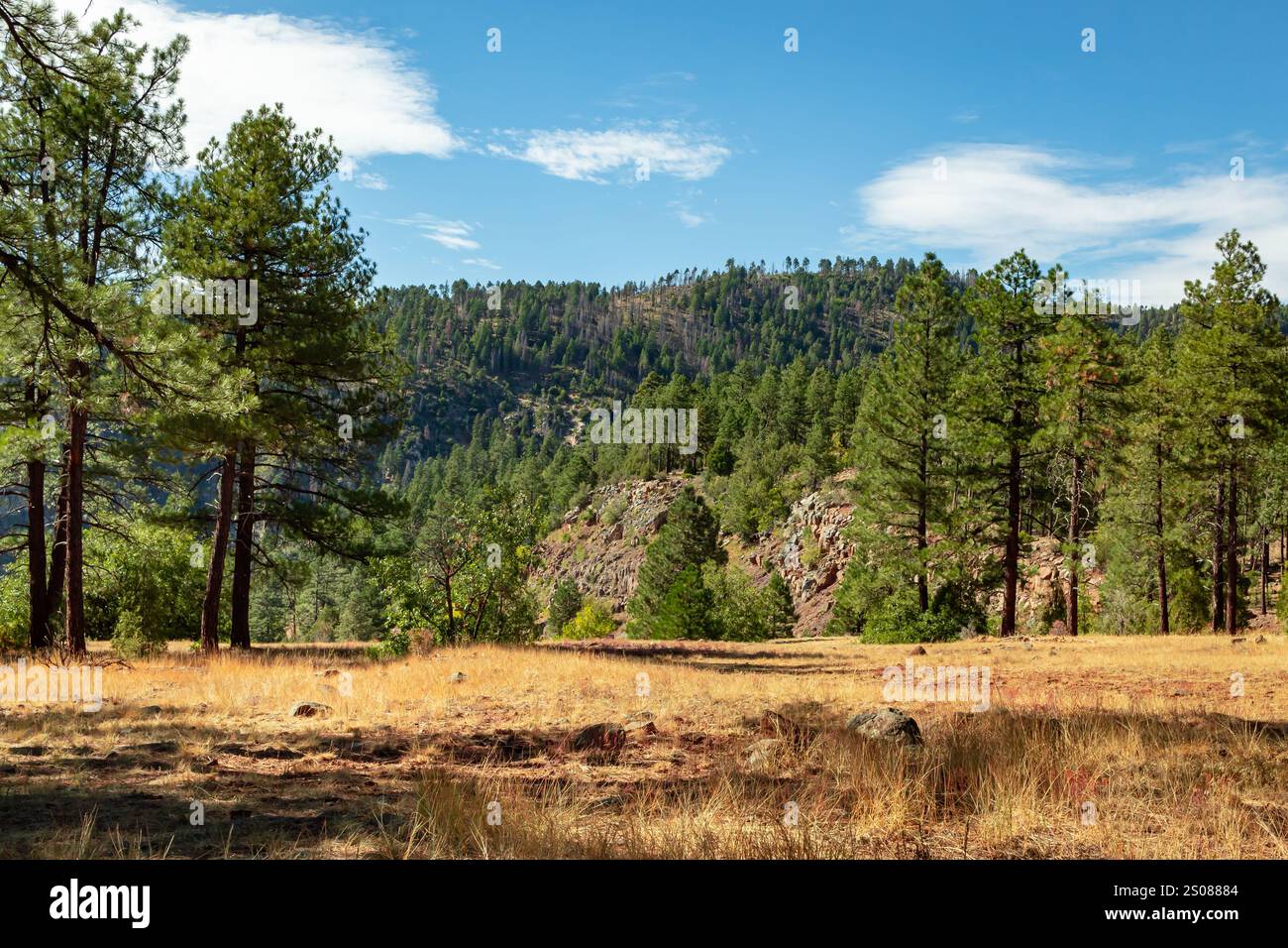 Pine forest trees mountains in a canyon grass meadow vista view in ...