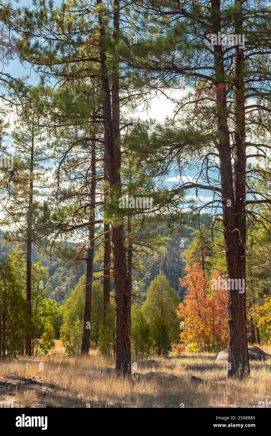 Autumn pine forest trees mountains in a canyon grass meadow vista view ...