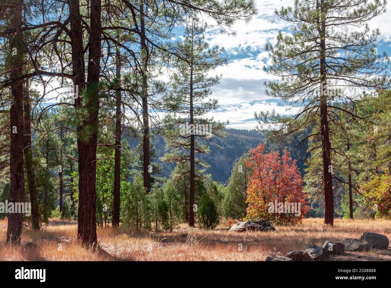 Autumn pine forest trees mountains in a canyon grass meadow vista view ...