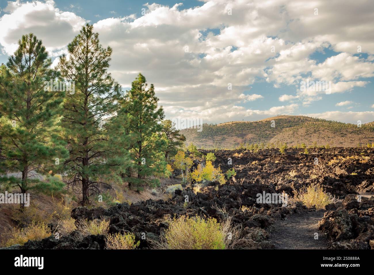 Trees and brown lava rock field at Sunset Crater Volcano National Park ...