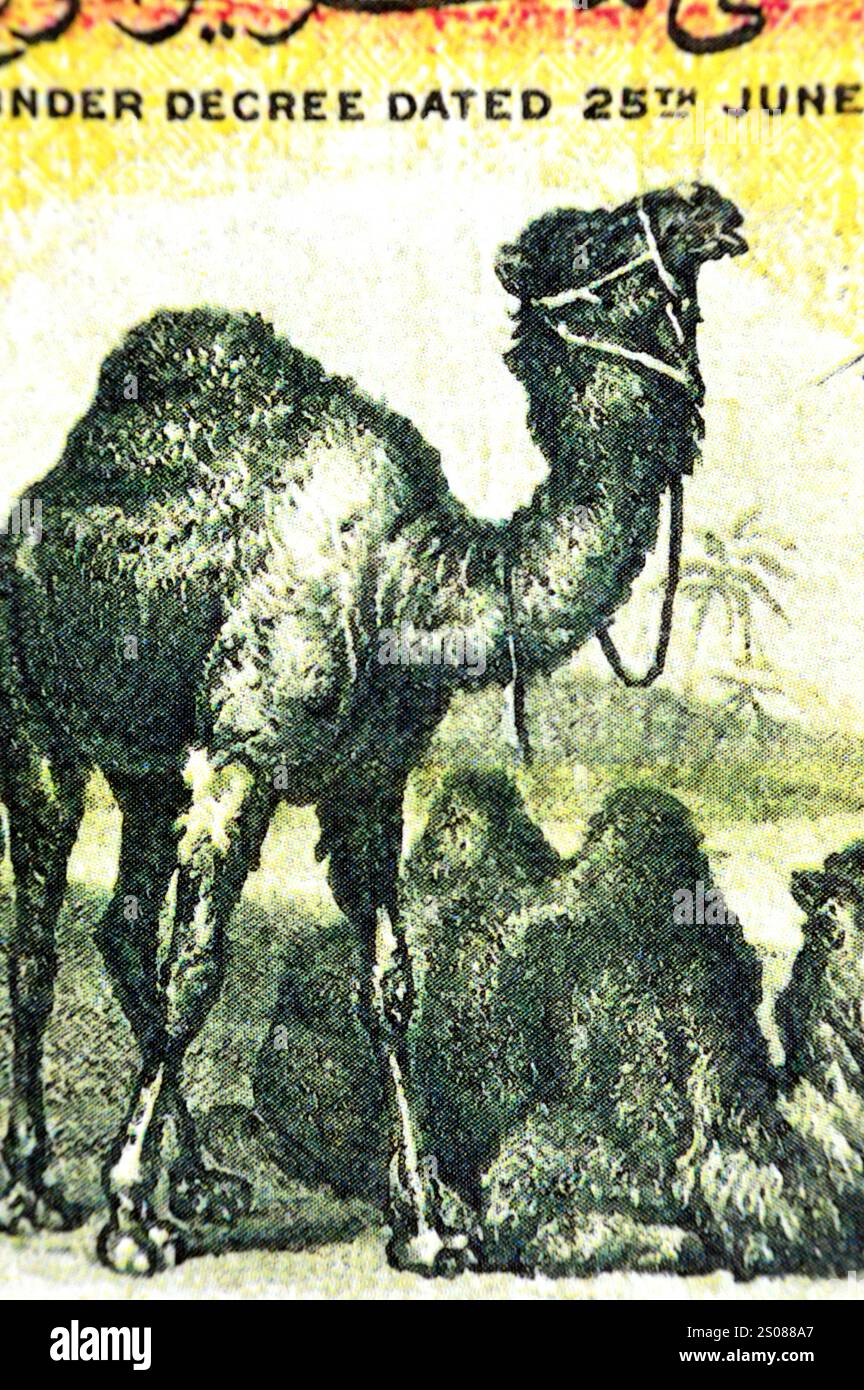 two camels from the obverse side of the first one Egyptian pound ...