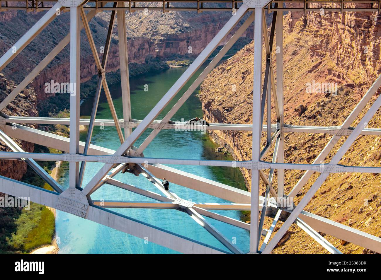 California Condor on the Navajo Bridge in northern Arizona Vermillion ...
