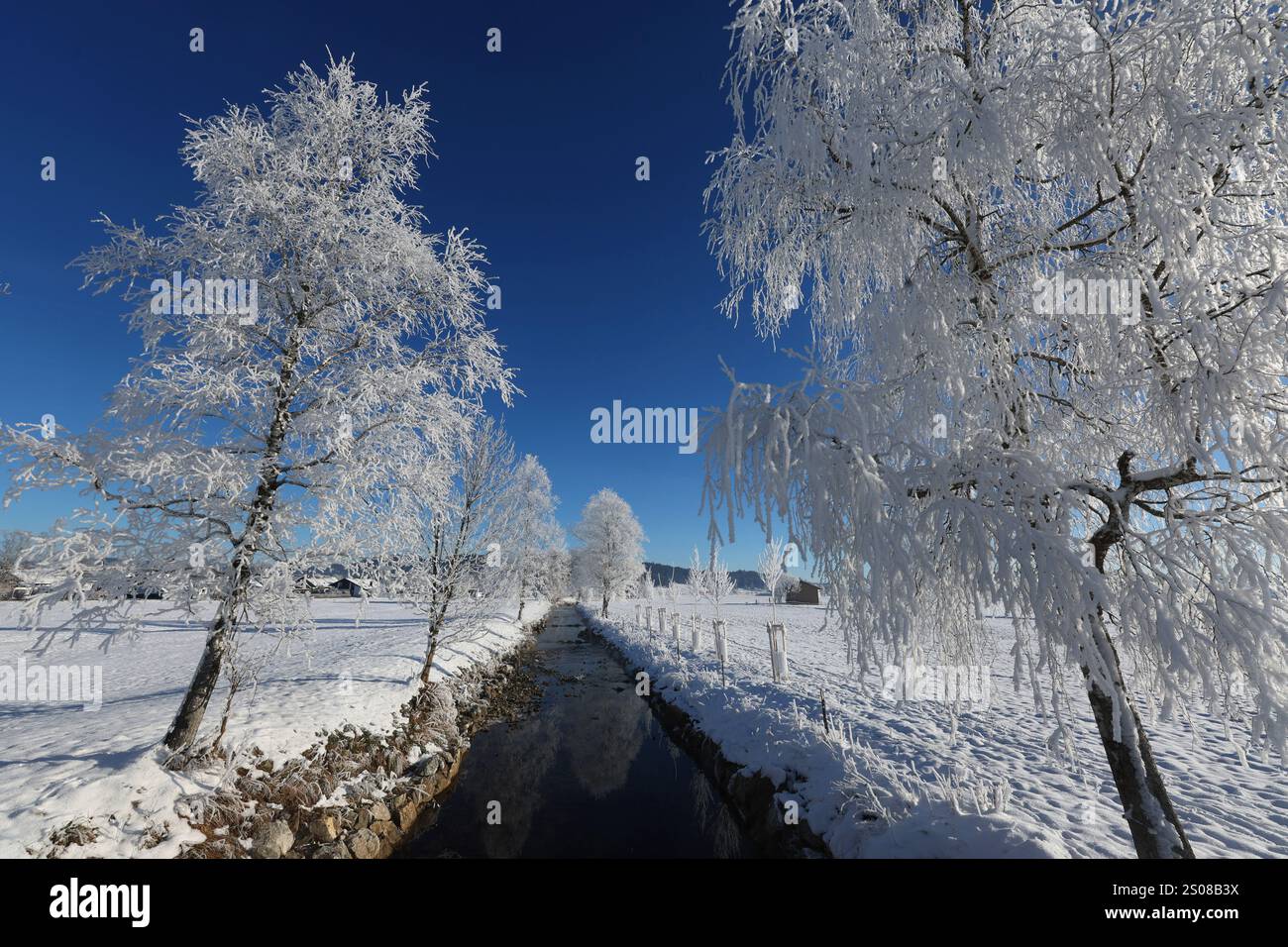 26 December 2024, Bavaria, Aitrang: Trees covered in hoarfrost stand ...