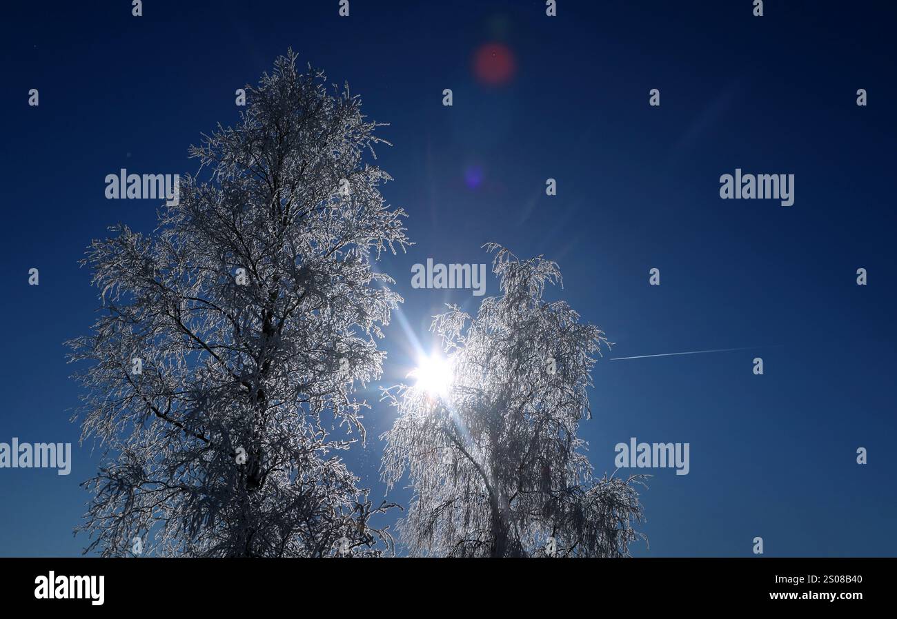 26 December 2024, Bavaria, Aitrang: Trees covered in hoarfrost stand in ...