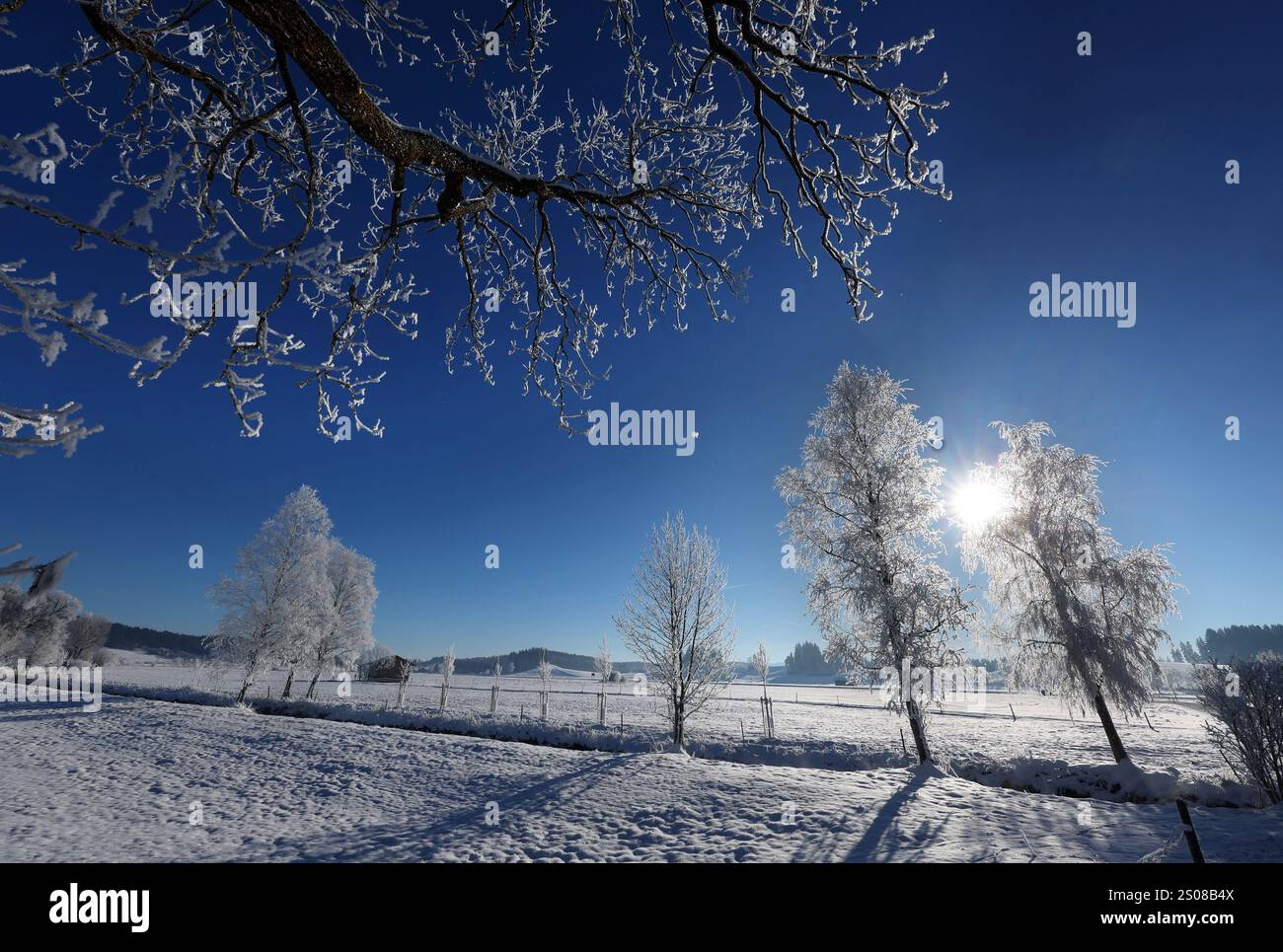 26 December 2024, Bavaria, Aitrang: Trees covered in hoarfrost stand ...