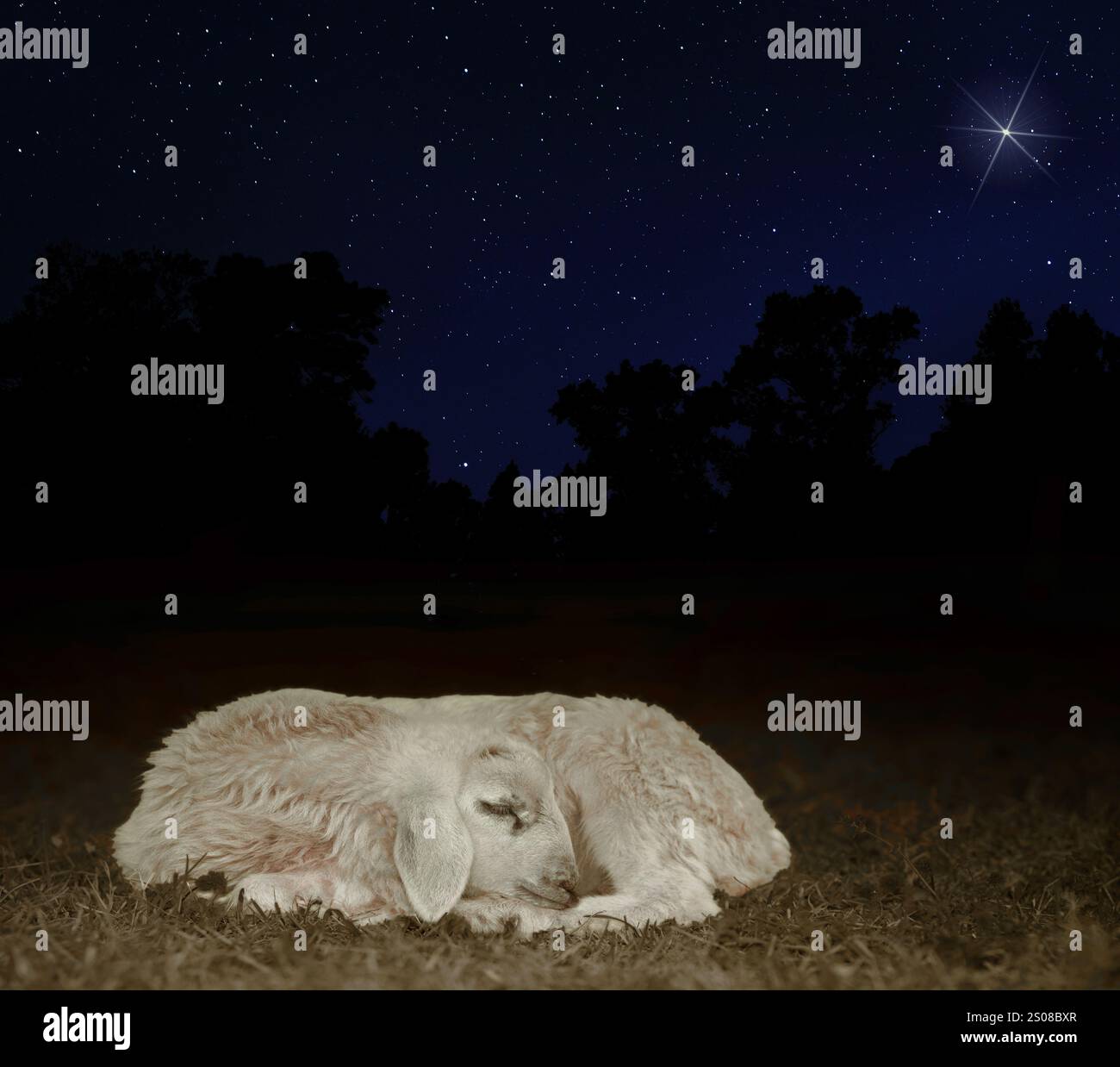 Christmas star shining brightly above in a night sky silhouetting trees ...