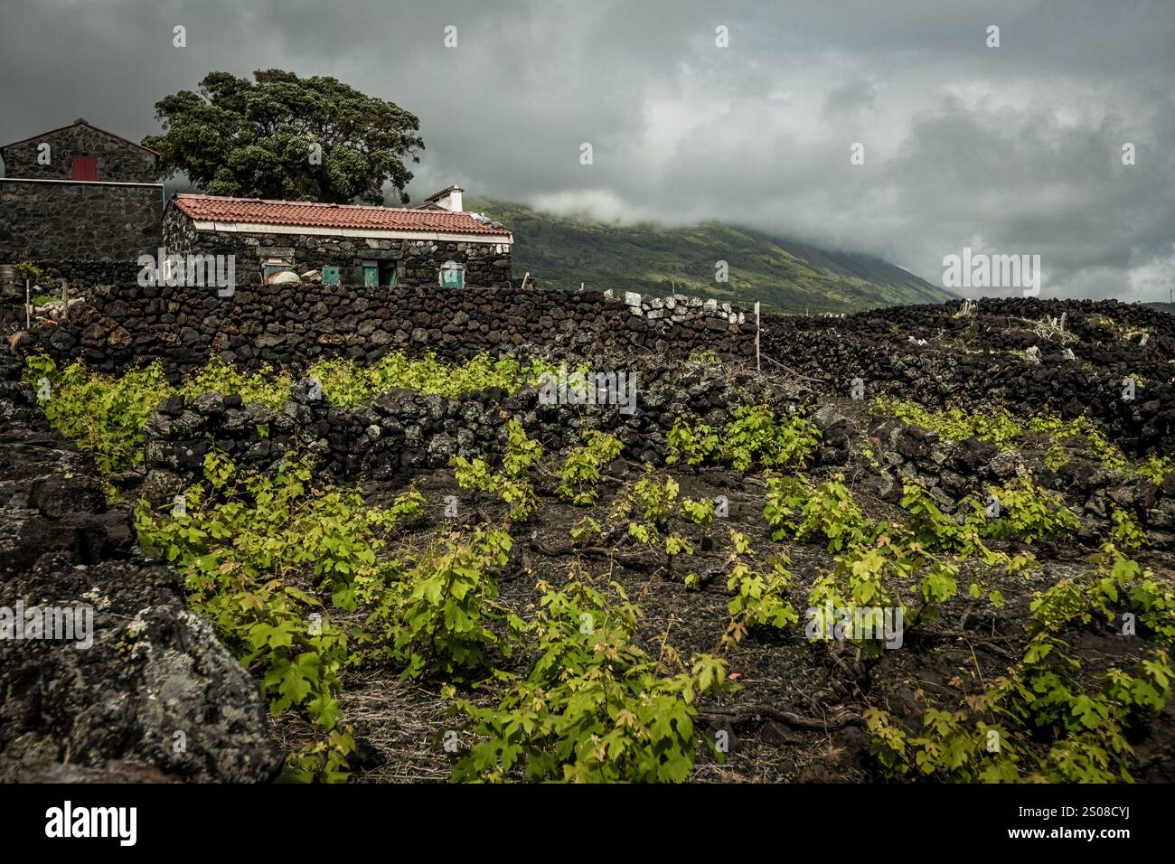 Traditional house made of volcanic stone at Pico island Azores Portugal ...