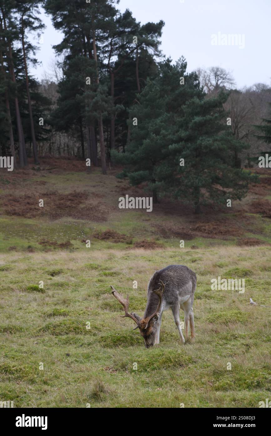 Wild deer at knole estate hi-res stock photography and images - Alamy