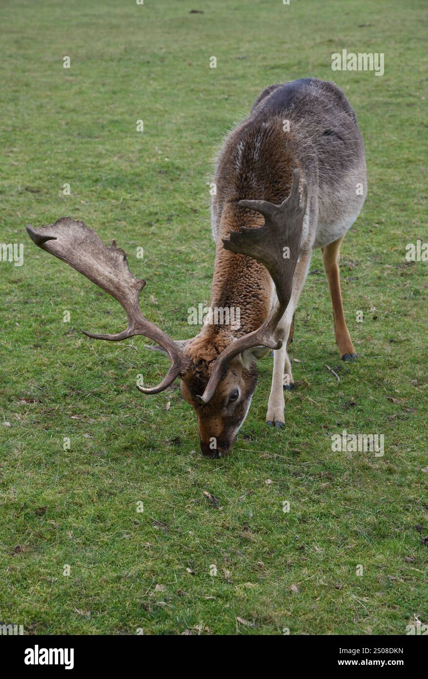 Wild deer at knole estate hi-res stock photography and images - Alamy