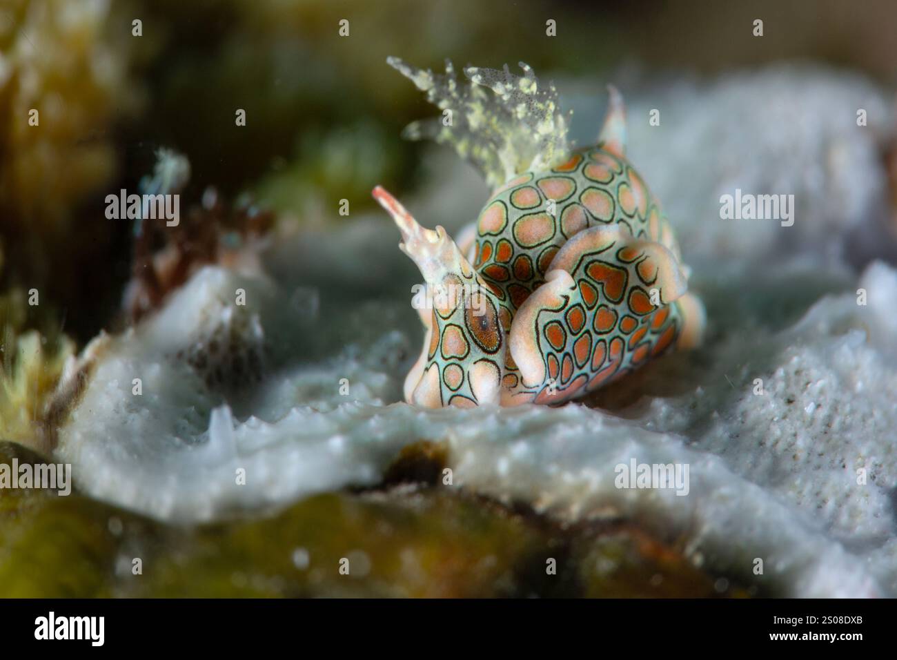 Psychedelic batwing slug (Sagaminopteron psychedelicum). Photo was ...