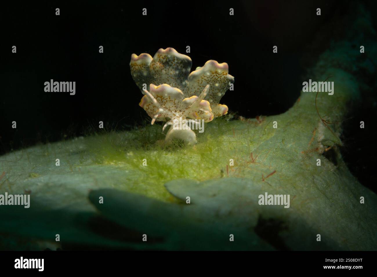 Nudibranch Cyerce bourbonica. Photo was taken in the island Romblon ...