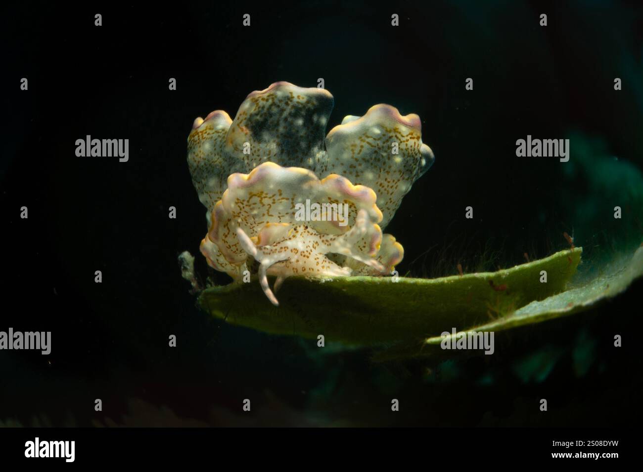 Nudibranch Cyerce bourbonica. Photo was taken in the island Romblon ...