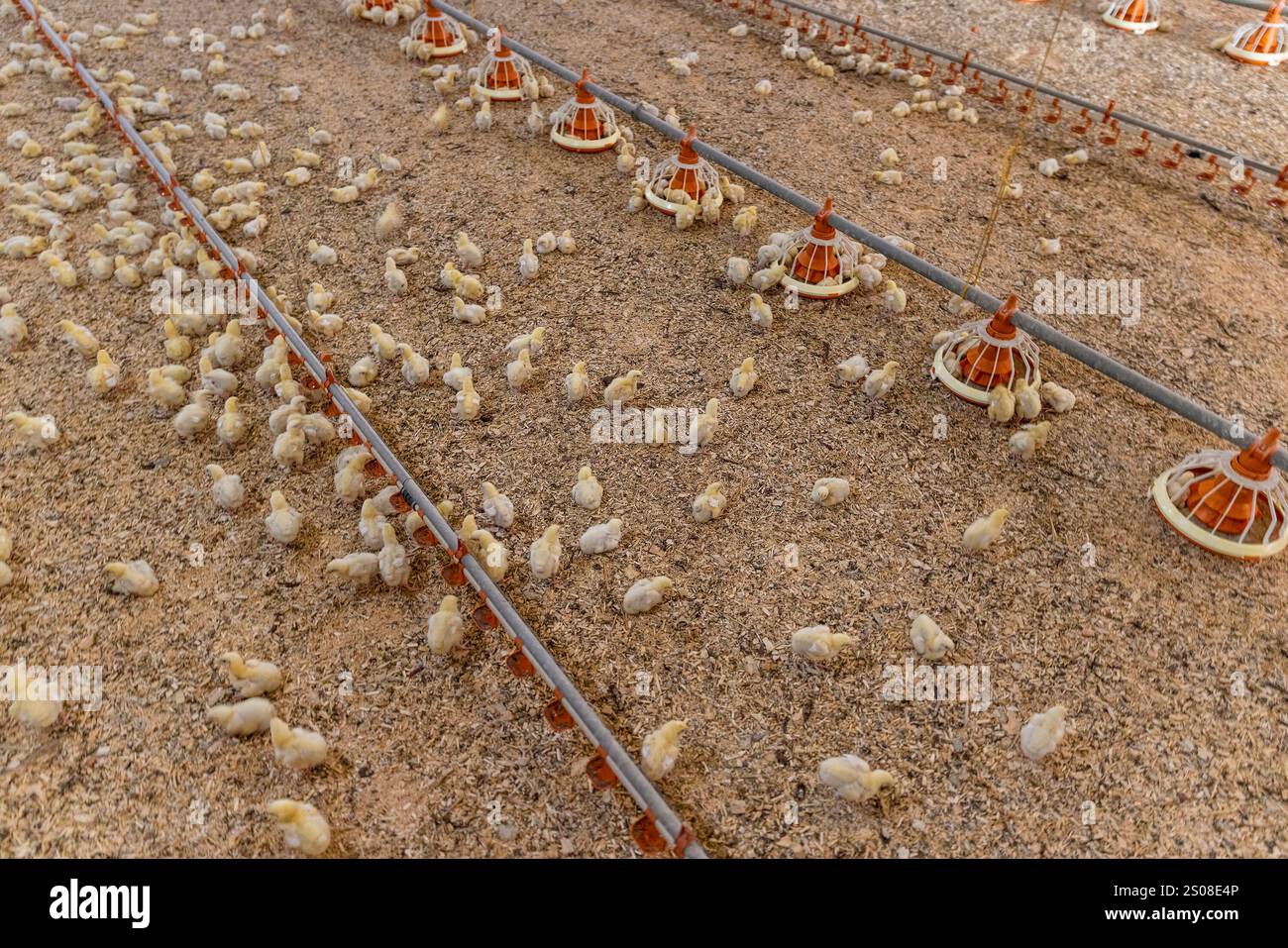 yellow chickens with yellow fluff in the large hall of the poultry farm ...