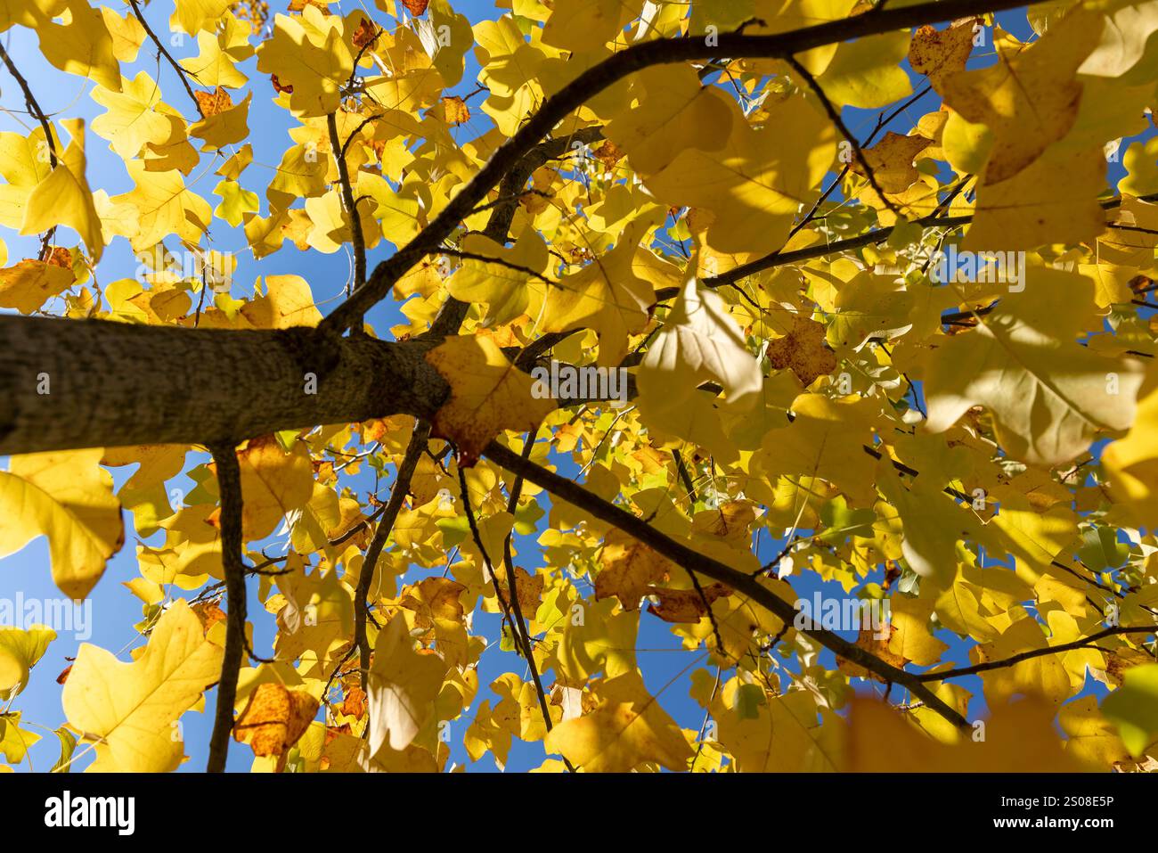 foliage of a tulip tree in sunny weather, a tulip tree with yellowed ...
