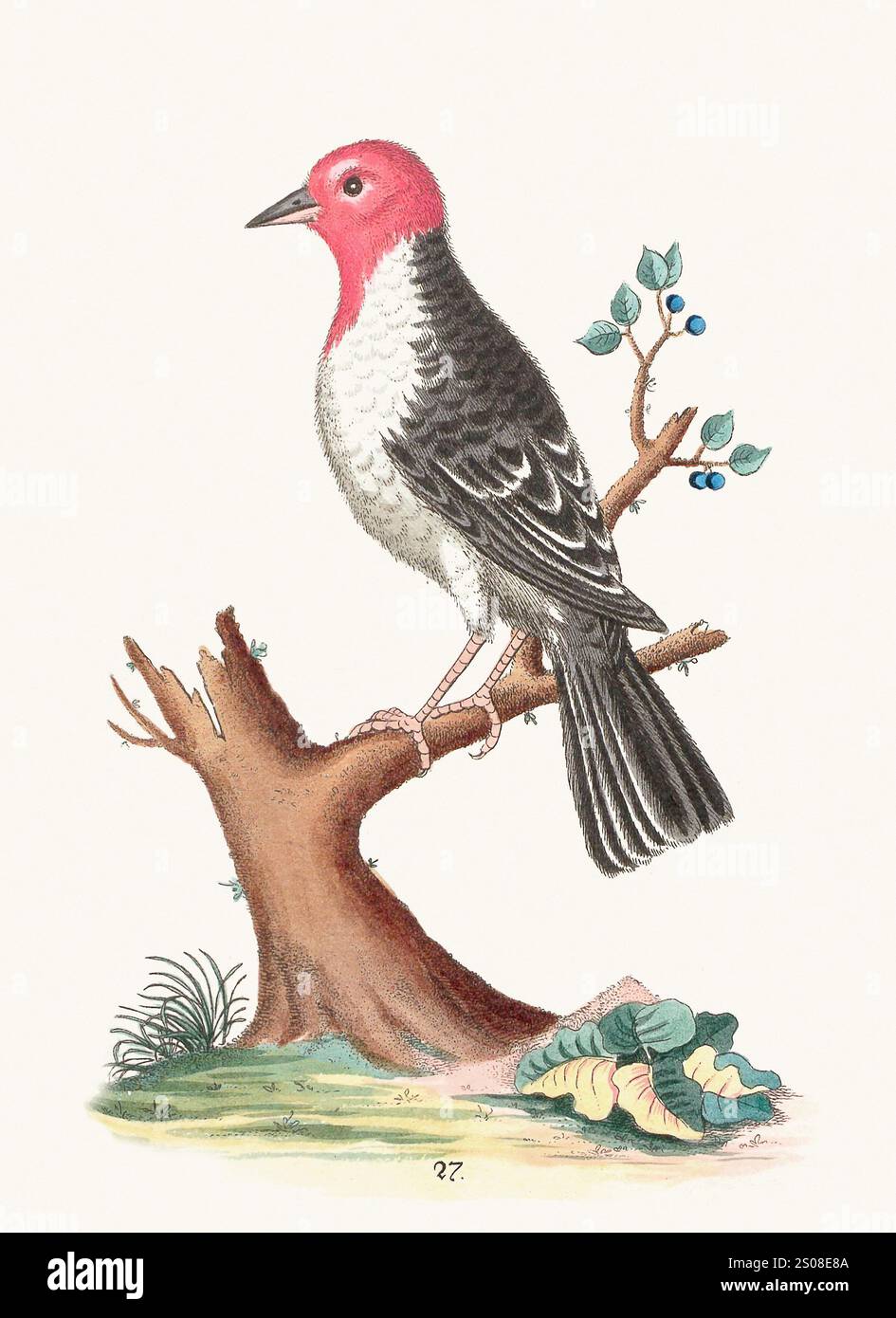 Vintage Bird Illustration. Hand-colored engraving of a bird from an ...