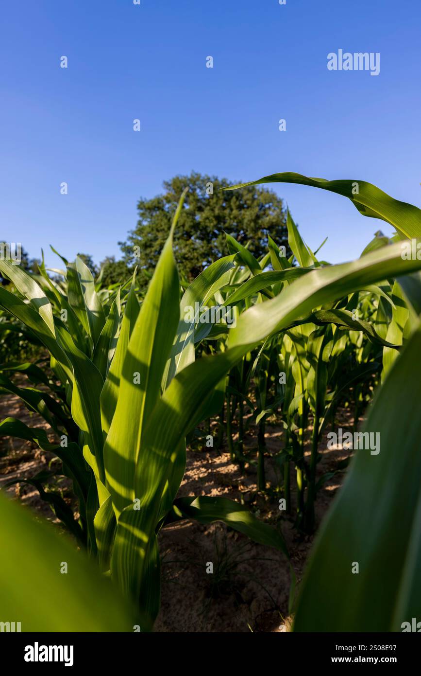corn and oak, a field with green corn and one oak foliage in the summer ...
