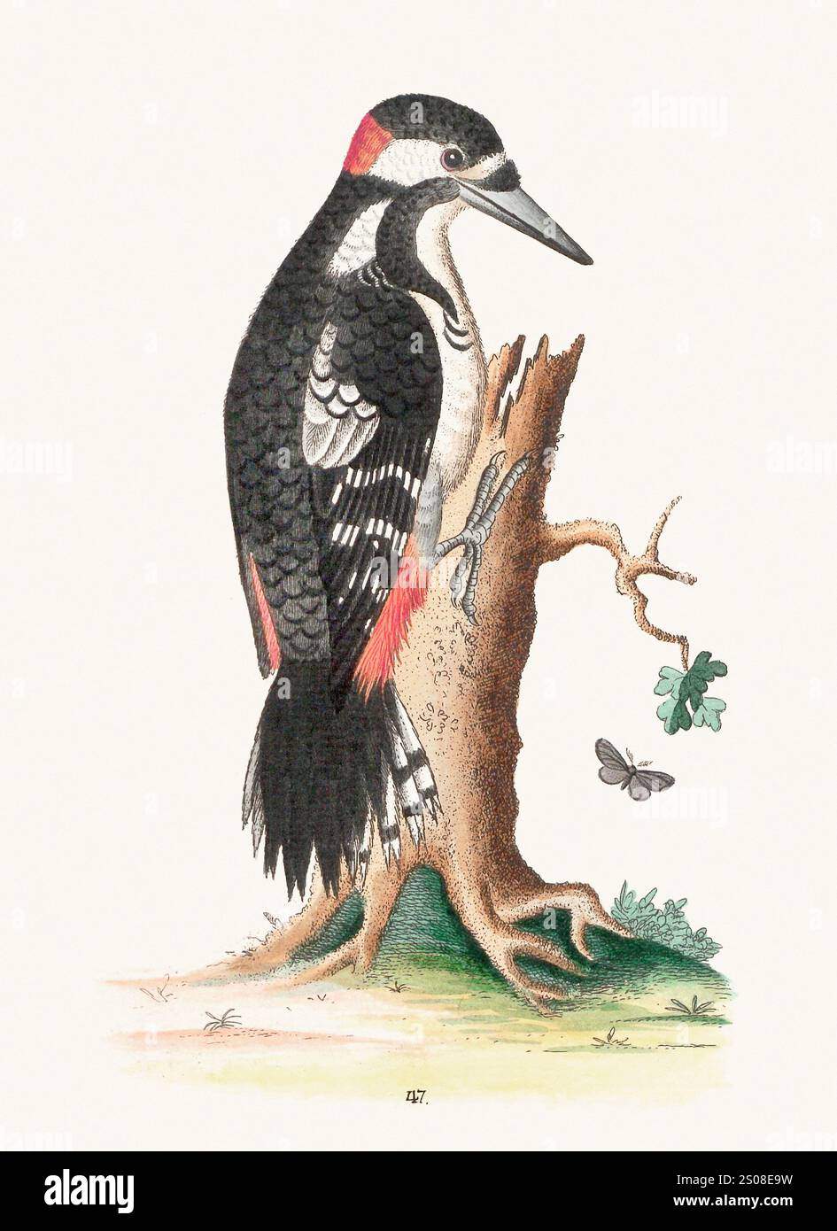 Vintage Bird Illustration. Hand-colored engraving of a bird from an ...